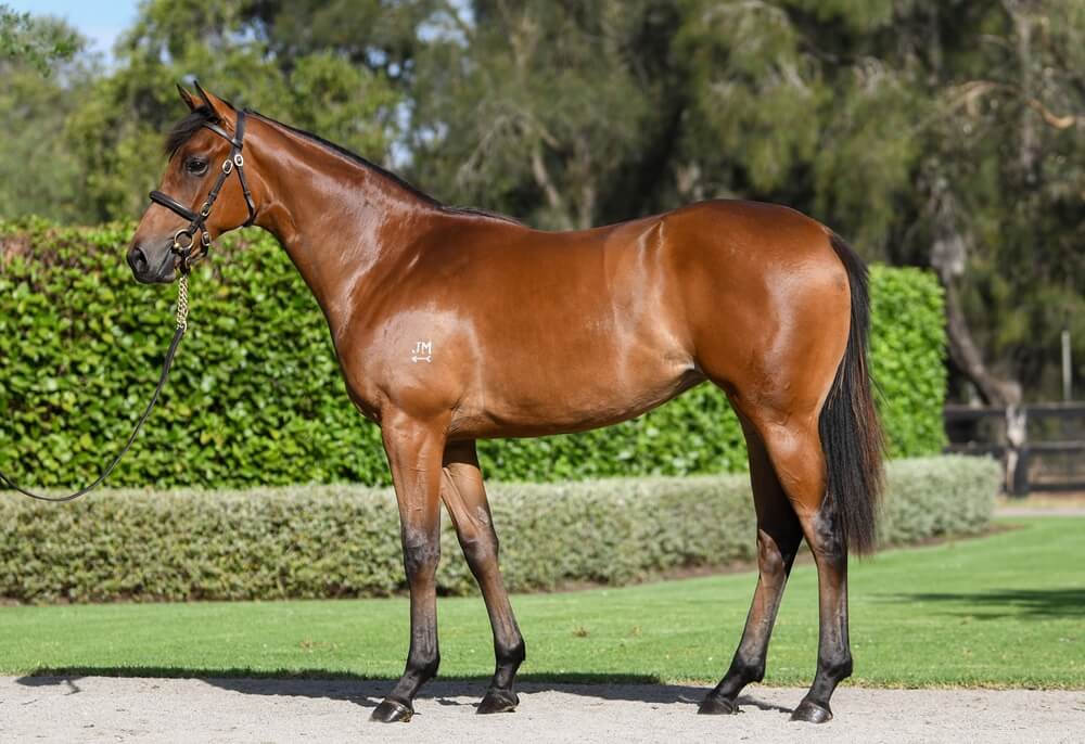 Magic Millions Lot 570 – St Mark's Basilica x Kookie Gal 23 filly - CWR
